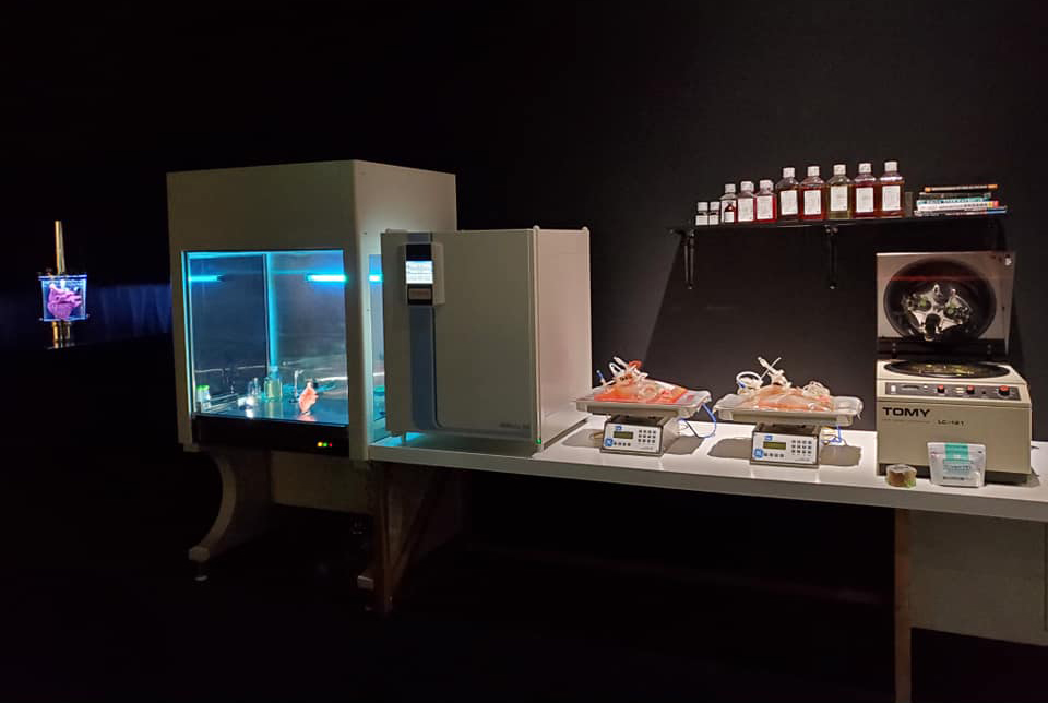 Synthetic biology: engineering order in organisms across scales and ...